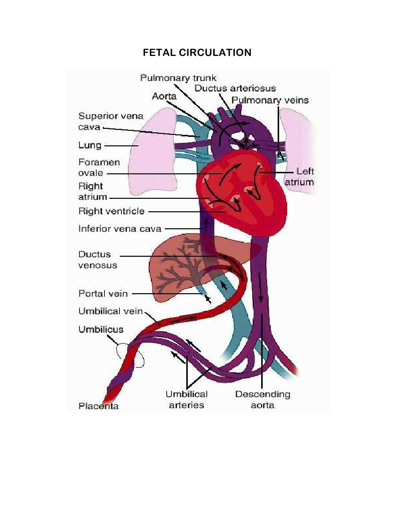 Fetal Circulation | PDF