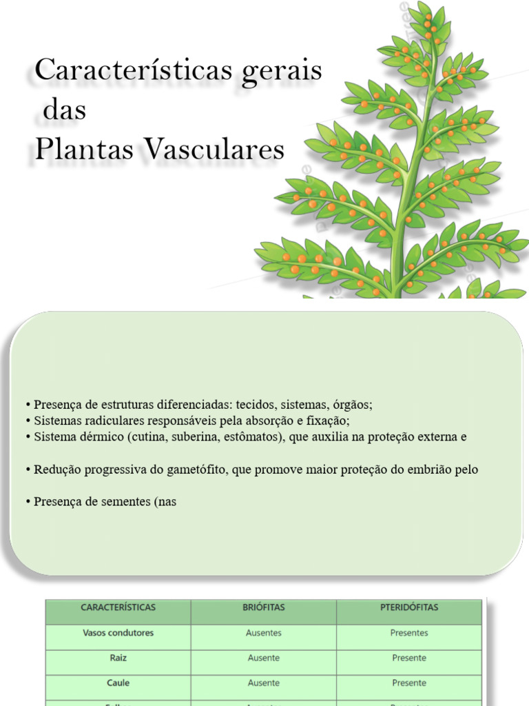 Anatomia e morfologia vegetal | PDF | Samambaia | Plantas