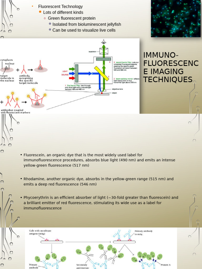 Immuno- fluorescence imaging techniques | PDF