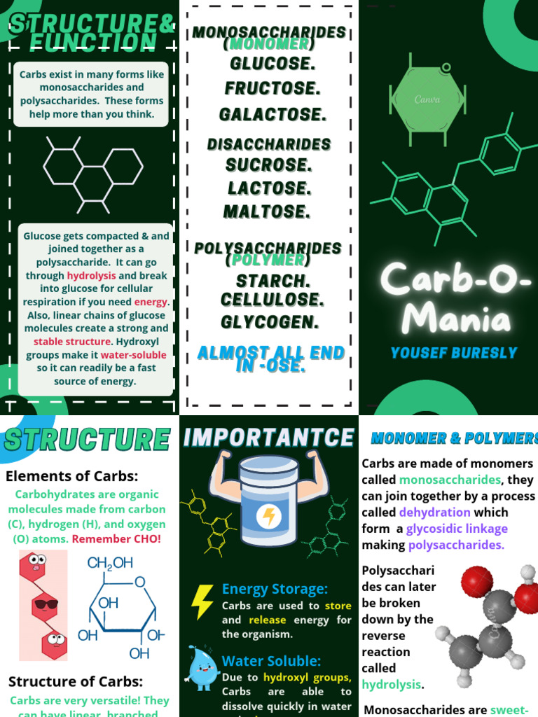 Carbohydrate Brochure (1) | PDF | Carbohydrates | Polysaccharide