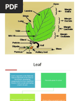 Leaf Dichotomous Key | PDF | Leaf | Branches Of Botany
