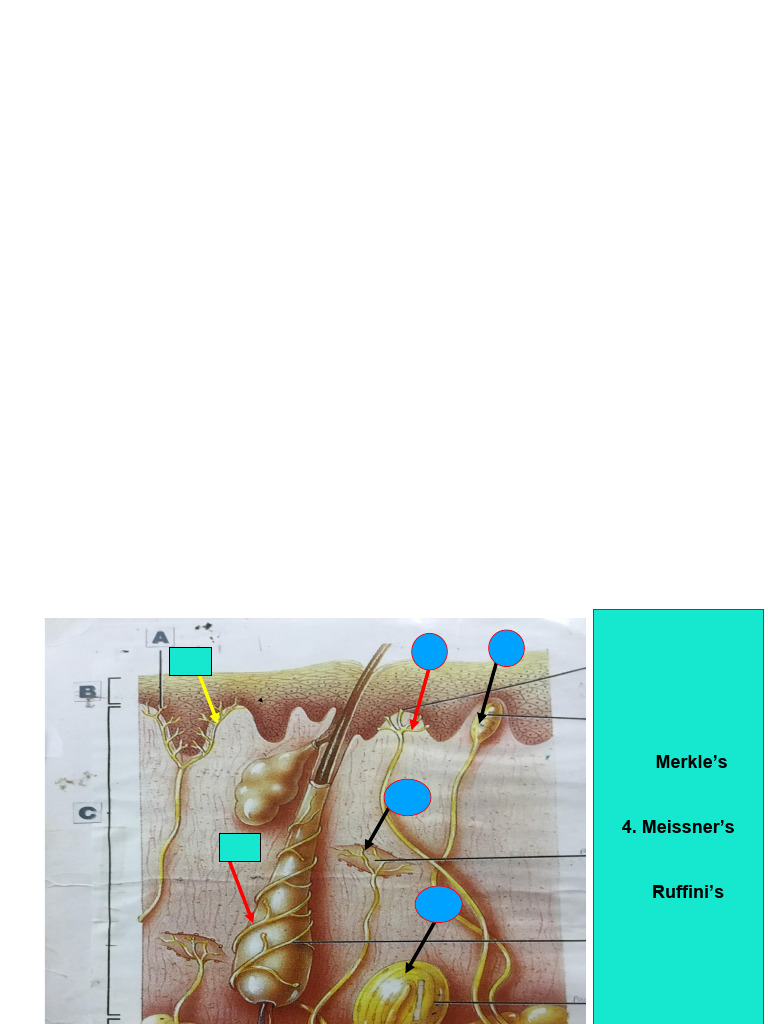 ANAPHY-PPT-LAB-General-_-Special-Senses (1) | PDF