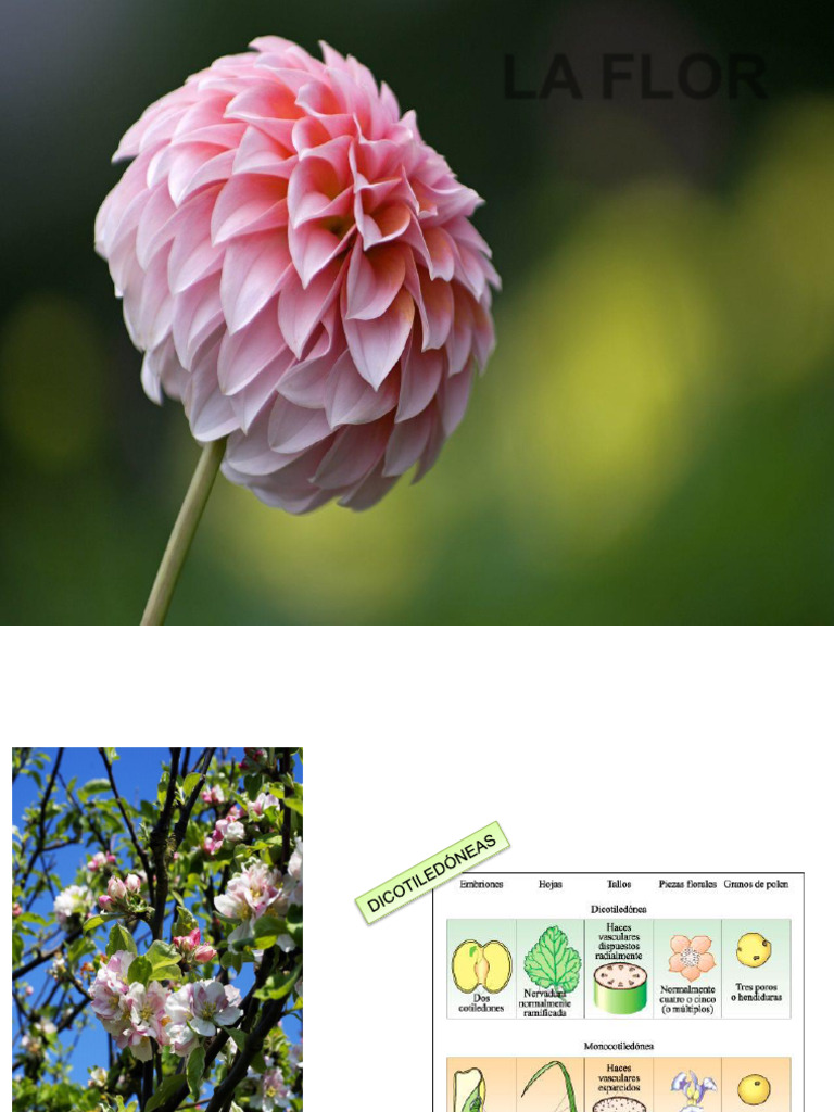 La Flor | PDF | Flores | Polen