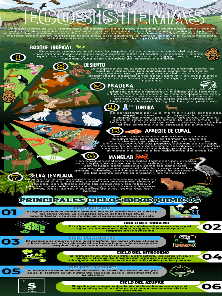 Infografia Ecosistema | PDF | Ecosistema | Suelo