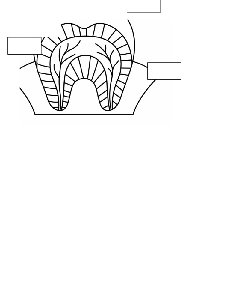 Y3 - (C3) Structure of Teeth | PDF