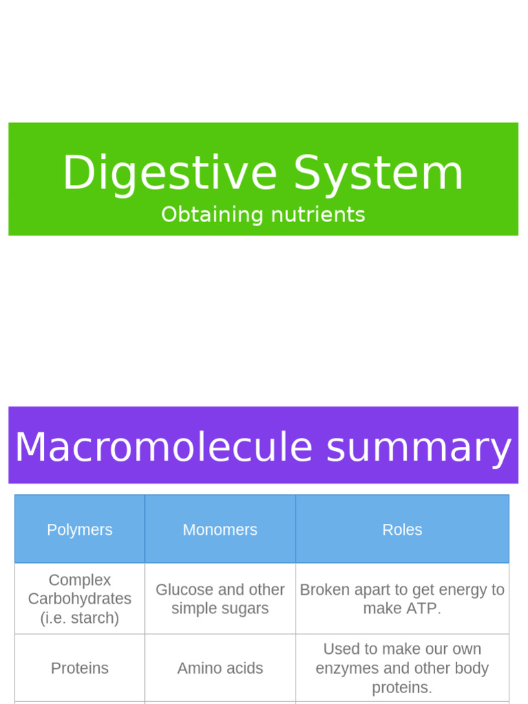 Understanding the Human Digestive System | PDF | Digestion | Small ...