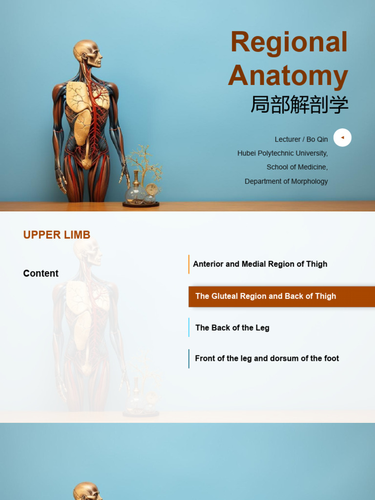 Thigh and Gluteal Anatomy Overview | PDF | Human Leg | Foot