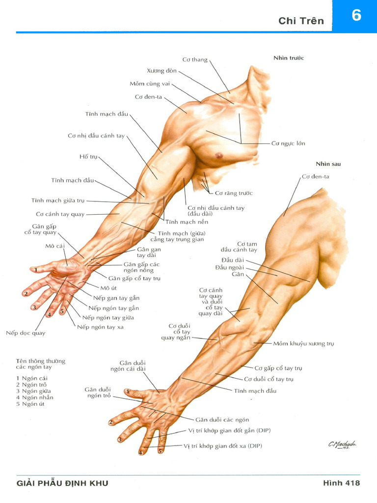 Atlas Giai Phau Nguoi Netter Tieng Viet - Phan 06 Chi Tren (423-489) | PDF