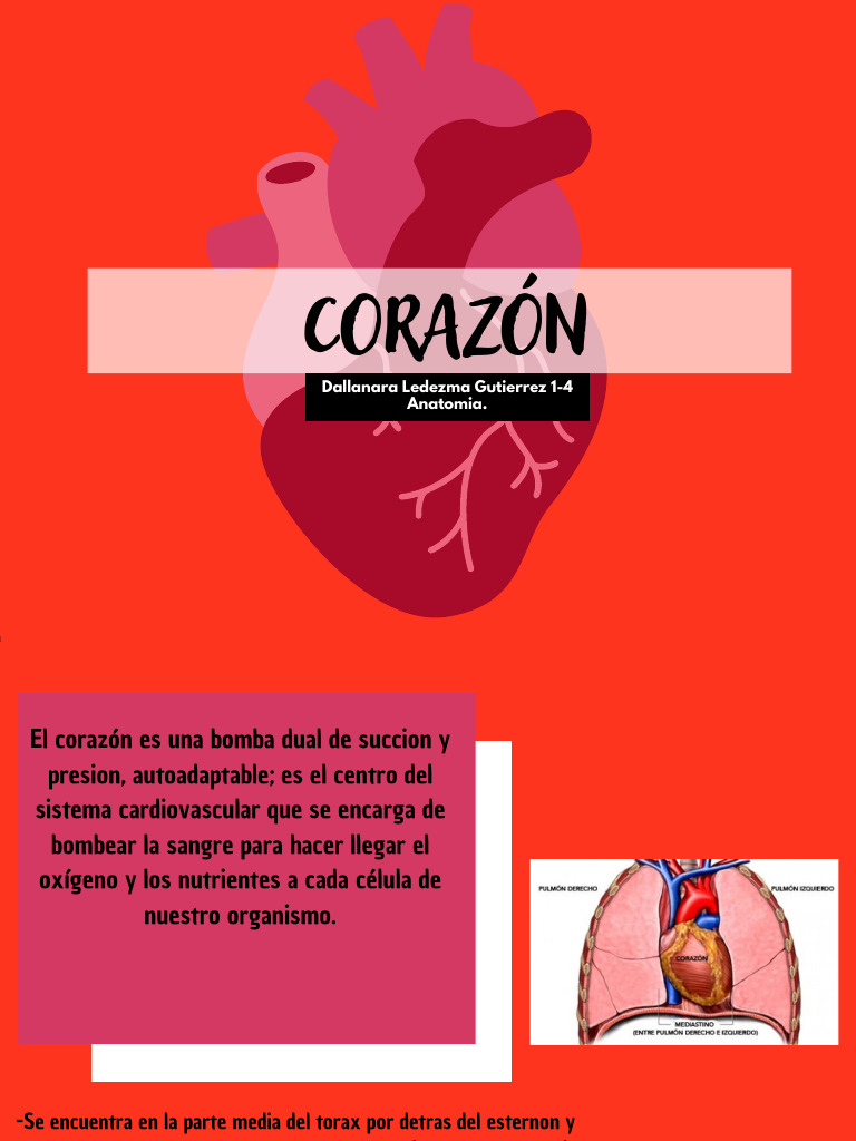 Corazon - Expo de Anatomia | PDF | Corazón | Ventrículo (corazón)