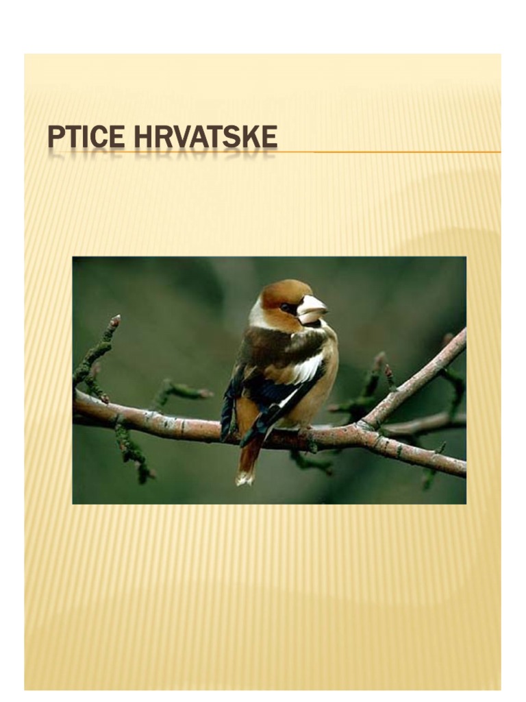 19b PTICE HRVATSKE