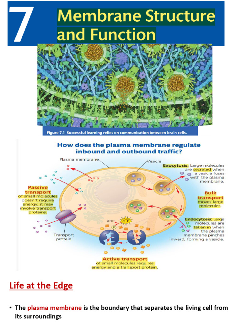 Understanding Plasma Membrane Functions | PDF | Cell Membrane ...