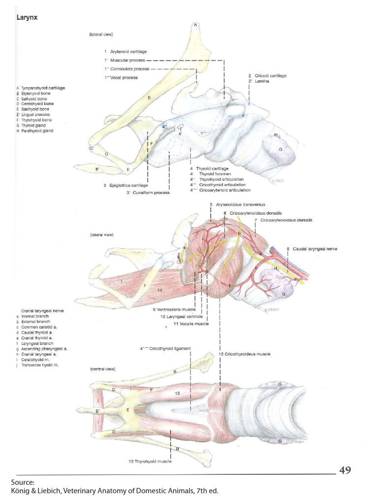 Larynx Anatomy in Horses | PDF