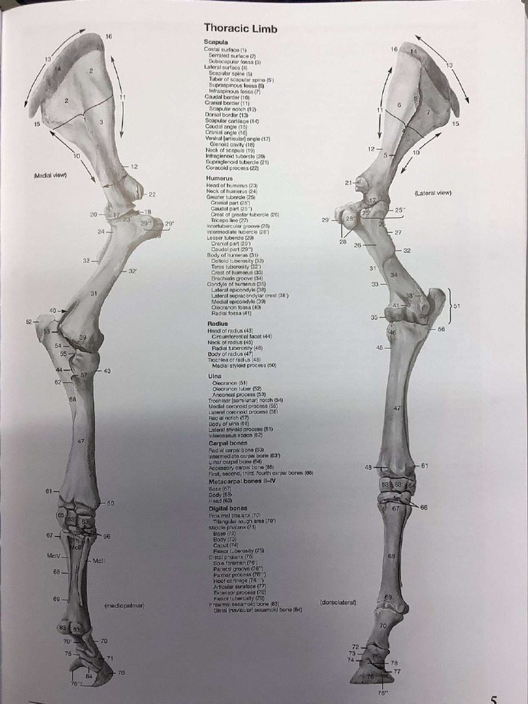 Horse Forelimb Dissection - Compressed | PDF