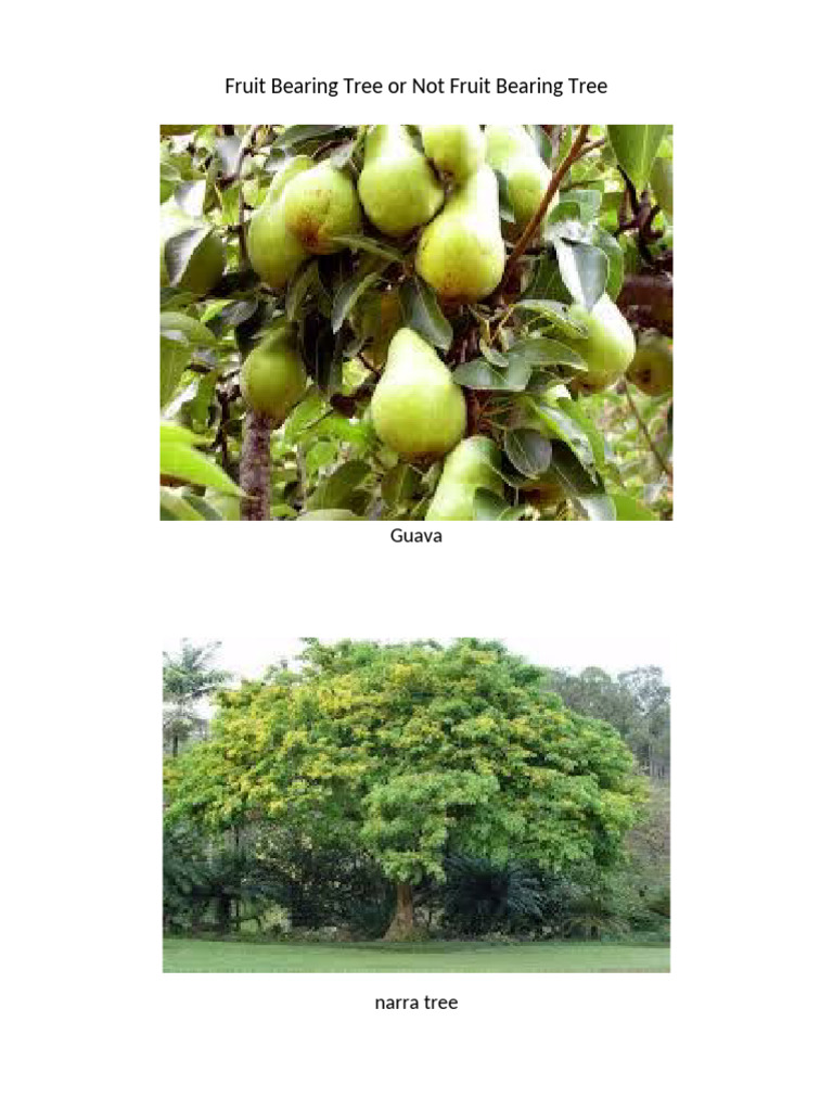 Fruit Bearing Tree or Not Fruit Bearing Tree | PDF