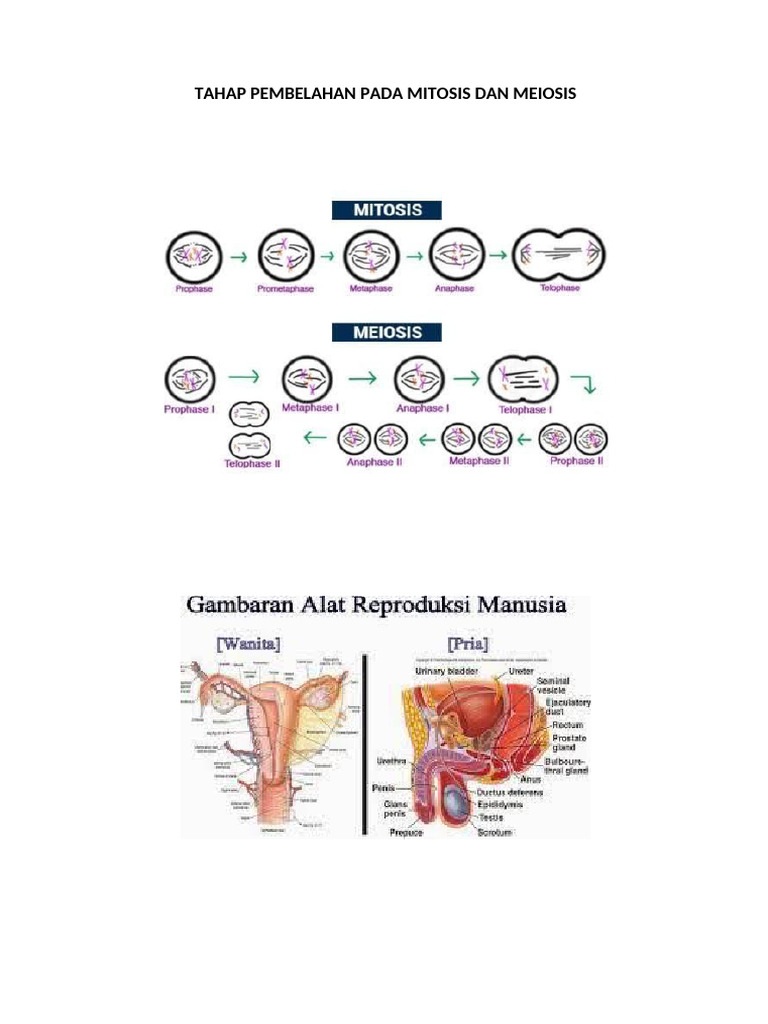 Tahap Pembelahan Pada Mitosis Dan Meiosis Dan Alat Reproduksi | PDF