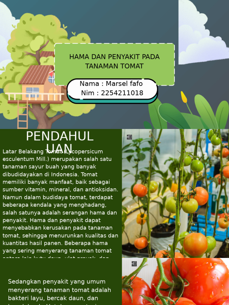 Hama Dan Penyakit Pada Tanaman Tomat | PDF
