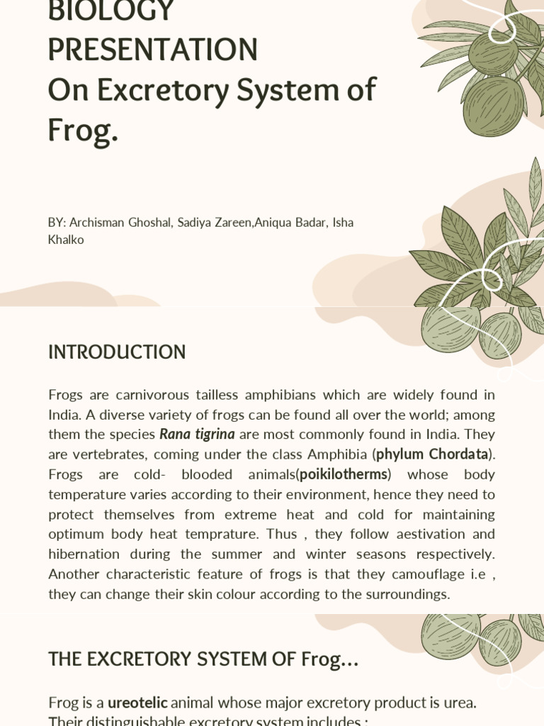 Biology Presentation Frog | PDF | Kidney | Frog