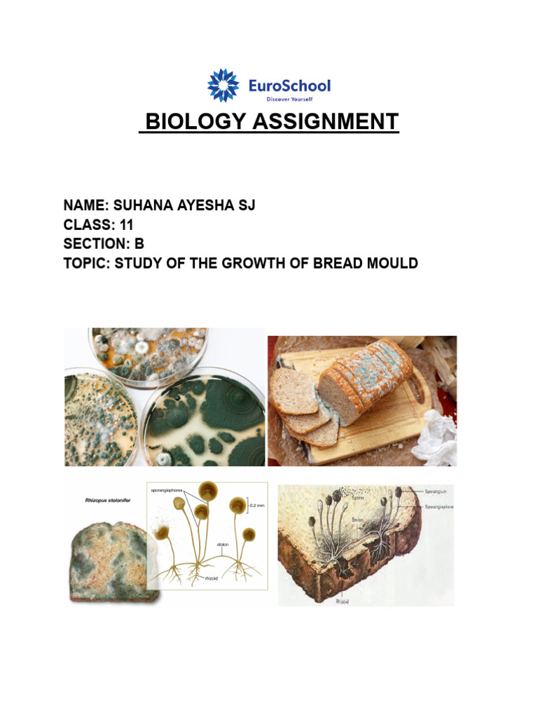 BIO_DRAFT_11B_SUHANA | PDF | Fungus | Mold