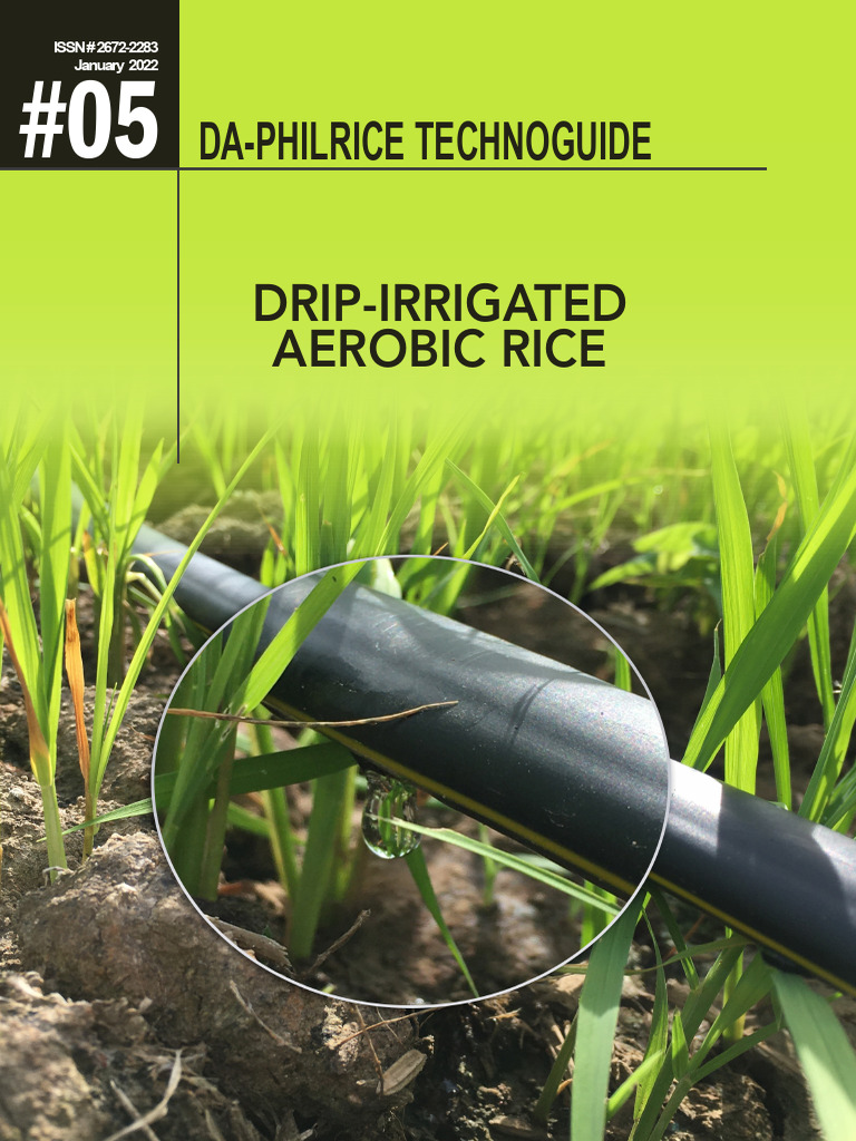 techno-guide-drip-irrigated-aerobic-rice (1) | PDF | Fertilizer | Irrigation