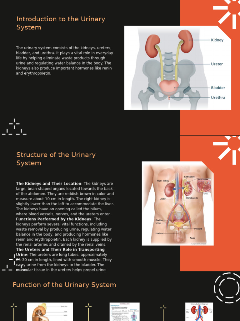 urinary system | PDF | Kidney | Urinary System