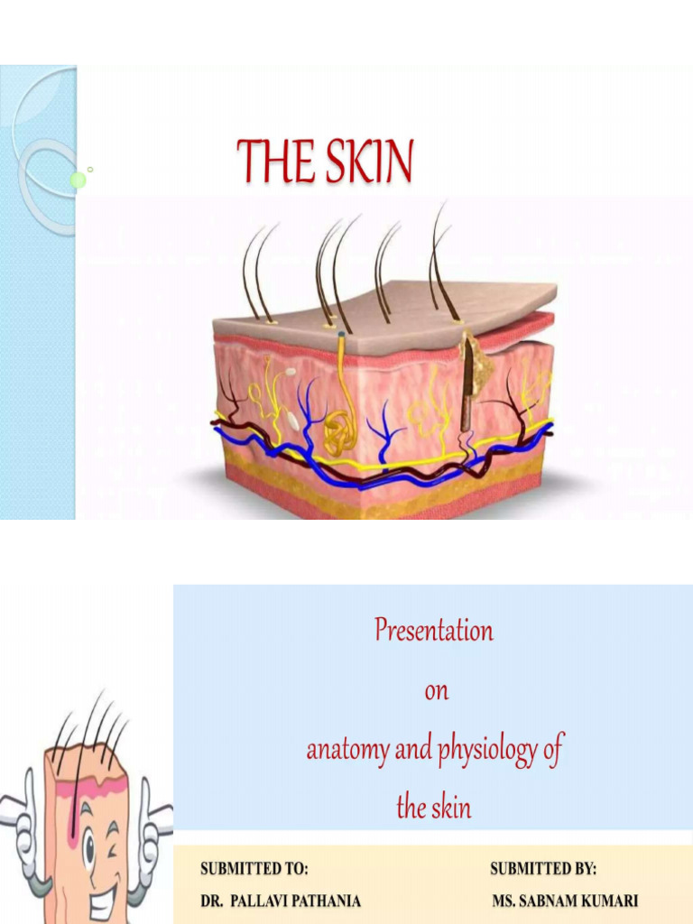 The Skin | PDF