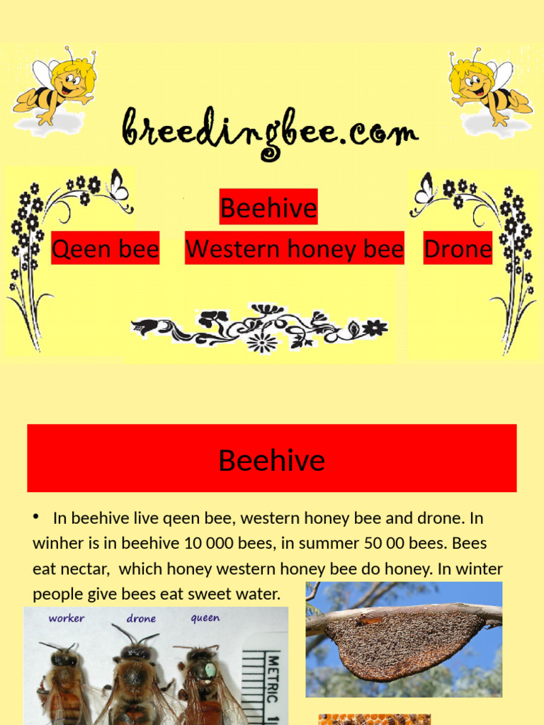 Beehive Structure and Bee Roles | PDF