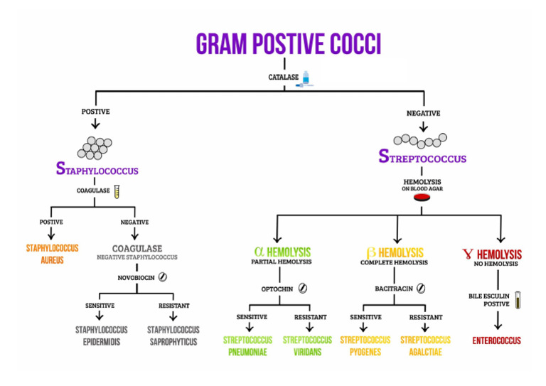 Gram Positive CoCCi (2) | PDF