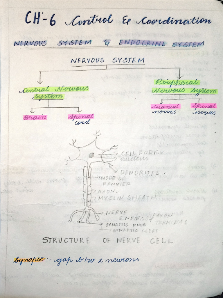 Biology - Ch-6 Control and Coordination (Running Notes) | PDF | Biology ...