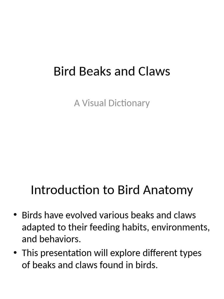 Bird Beaks and Claws | PDF