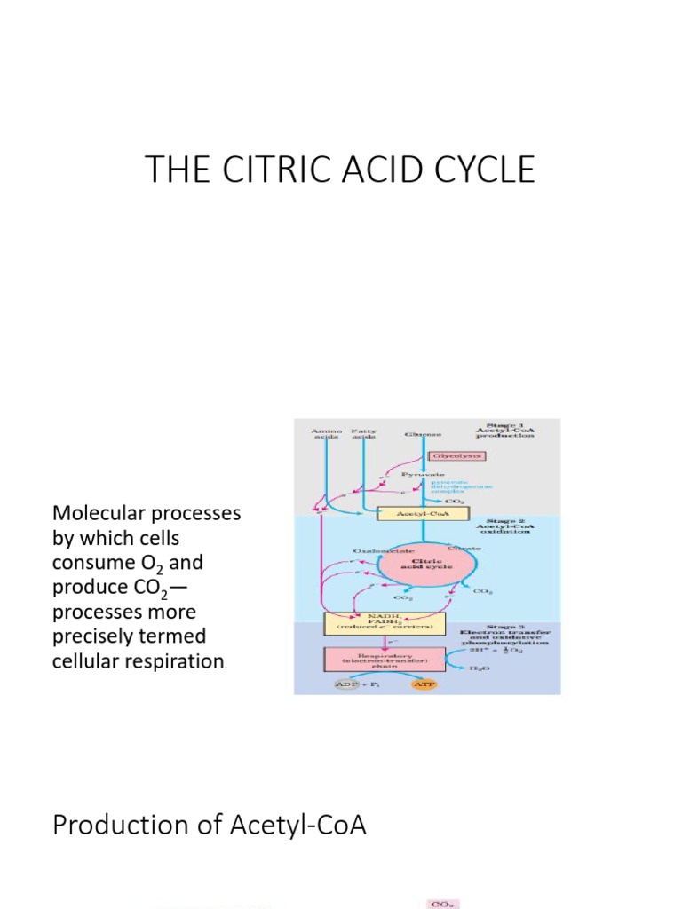 THE CITRIC ACID CYCLE - For Class | PDF