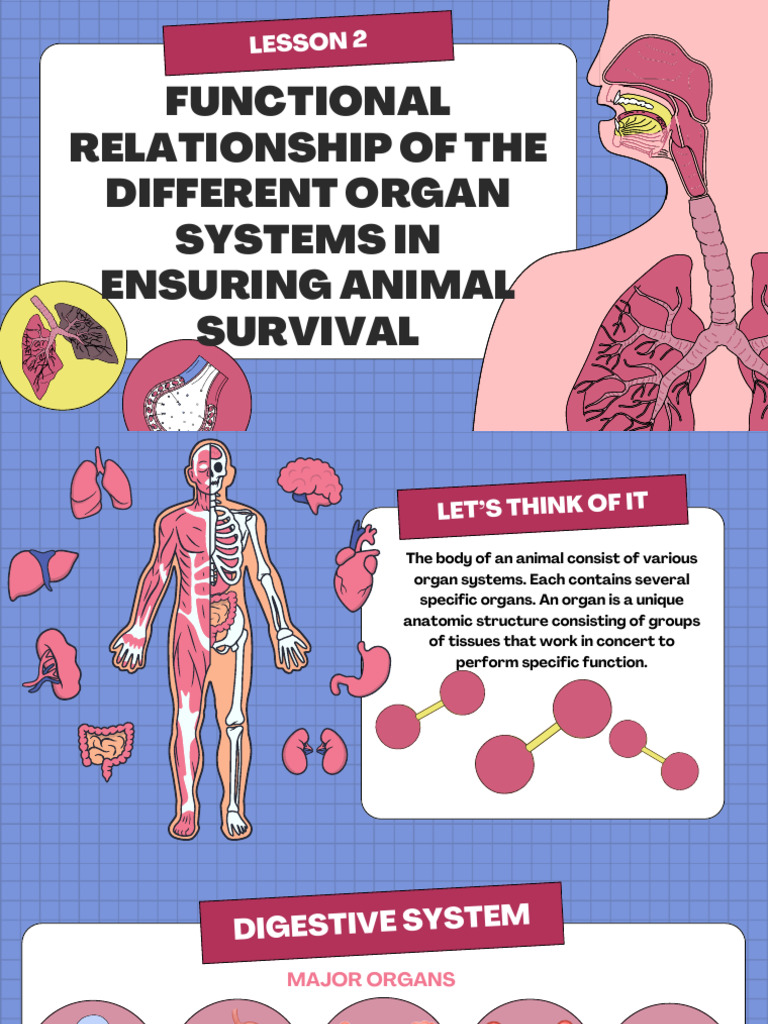 Functional Relationships of The Different Organ Systems in Ensuring ...