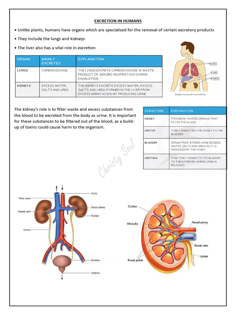 Human Excretion: Kidneys and Liver Functions | PDF | Kidney | Urinary ...