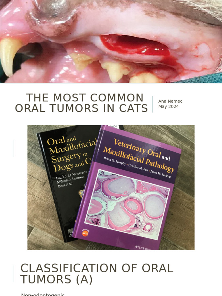 2 Oral Tumors in Cats 90 Min | PDF | Radiation Therapy | Metastasis