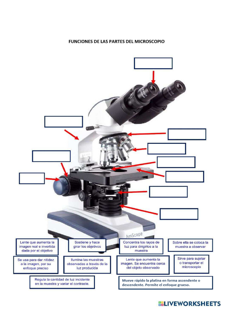 Partes Del Microscopio y Funciones, Rellenable | PDF