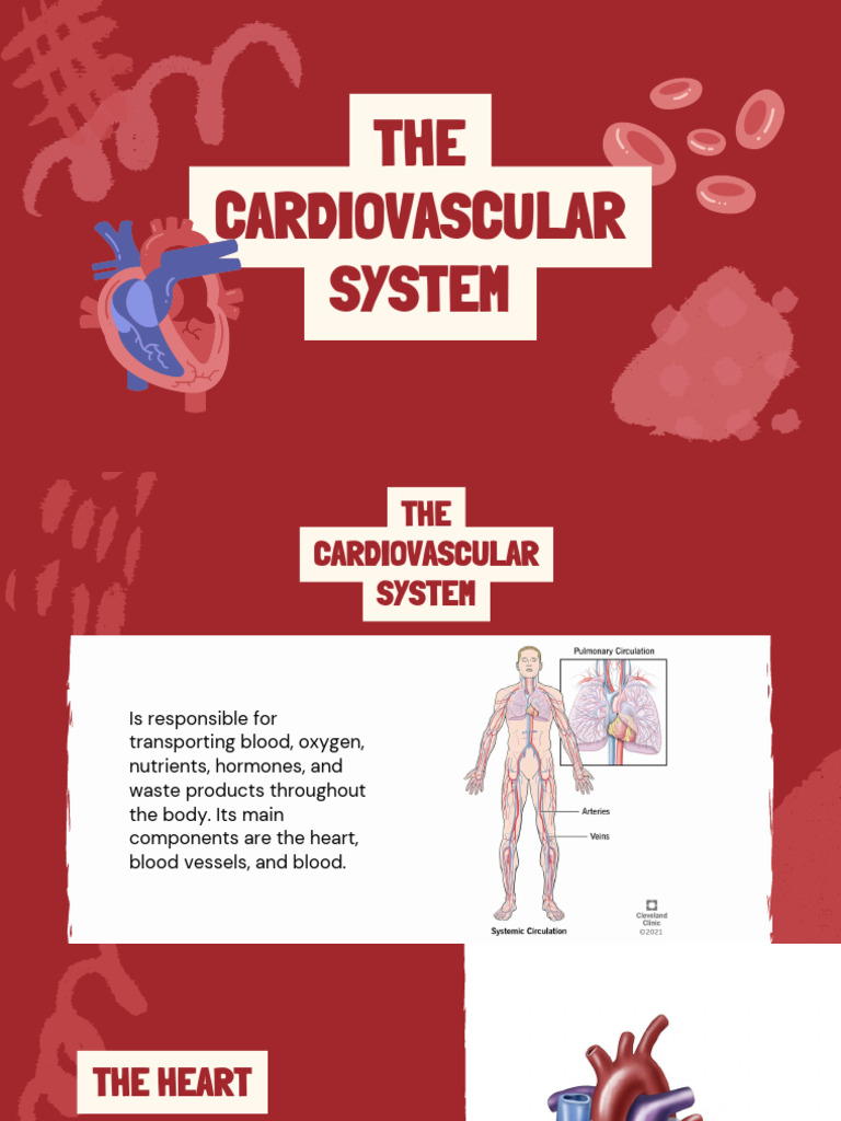 The-Cardiovascular-System | PDF | Heart Valve | Diastole