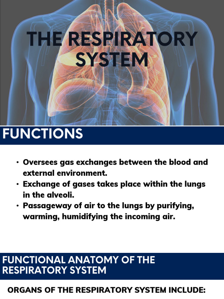 5 The Respiratory System | PDF | Lung | Human Nose