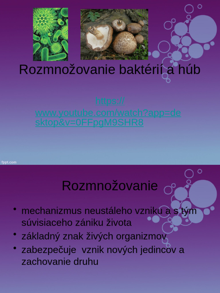 RozmnoÅ Ovanie baktÃ©riÃ A Hãºb | PDF