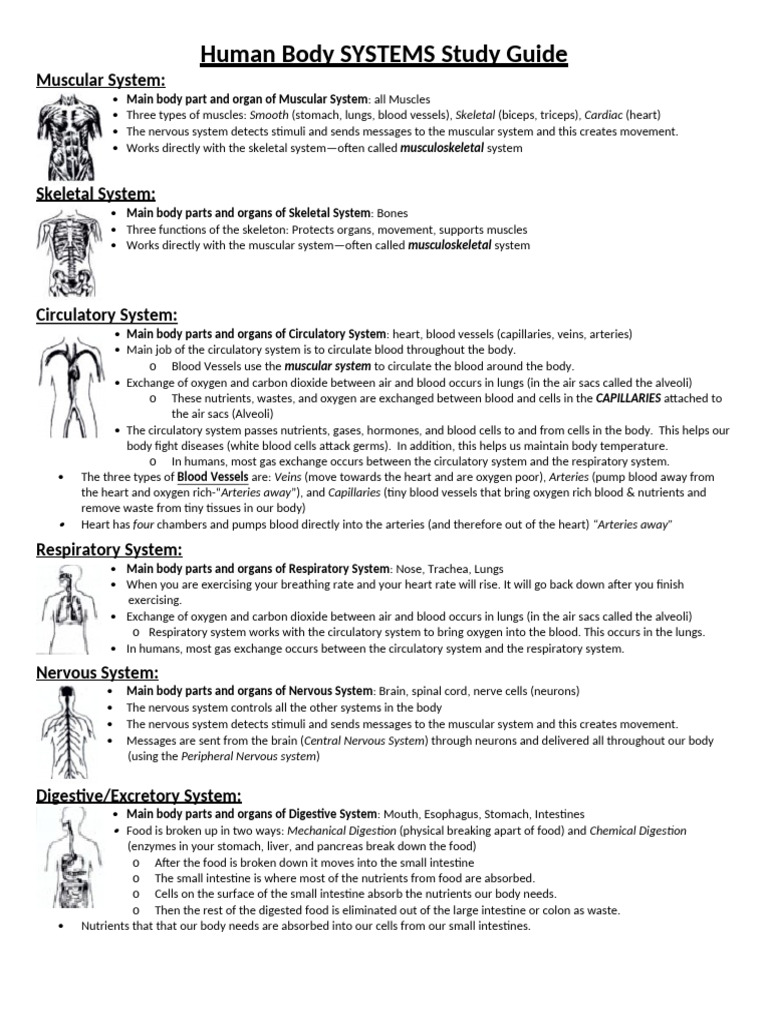 Human Body Systems Study Guide | PDF | Human Body | Blood Vessel