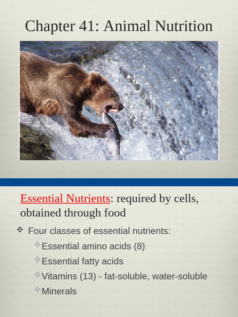 Animal Nutrition and Digestion Explained | PDF | Digestion | Stomach
