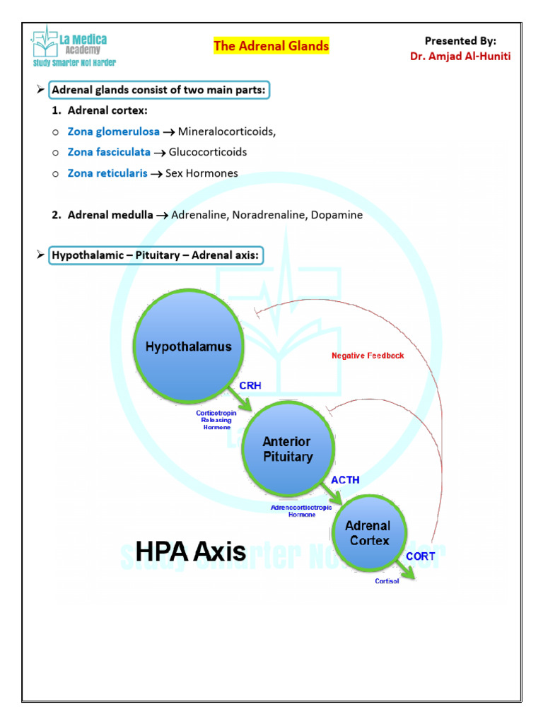 Adrenal Glands | PDF | Adrenal Gland | Adrenocorticotropic Hormone