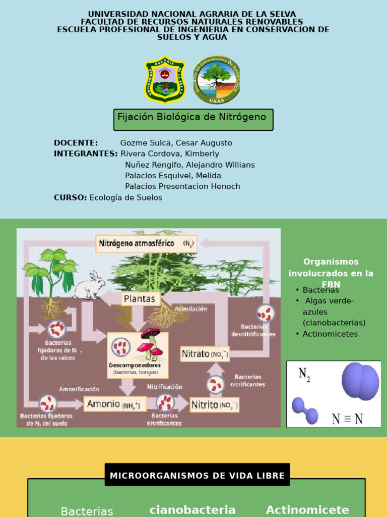 Fijación de Nitrogeno | PDF