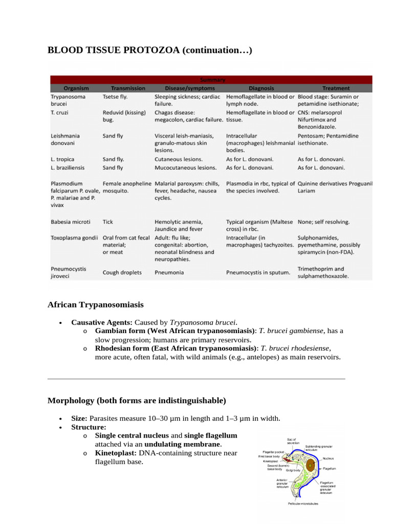 BLOOD TISSUE PROTOZOA | PDF | Diseases And Disorders | Medical Specialties