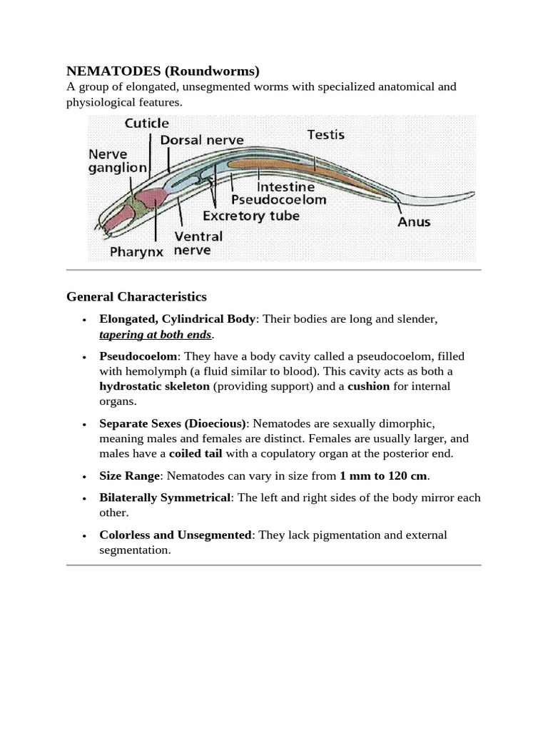NEMATODES (general characteristics) | PDF | Gastrointestinal Tract ...
