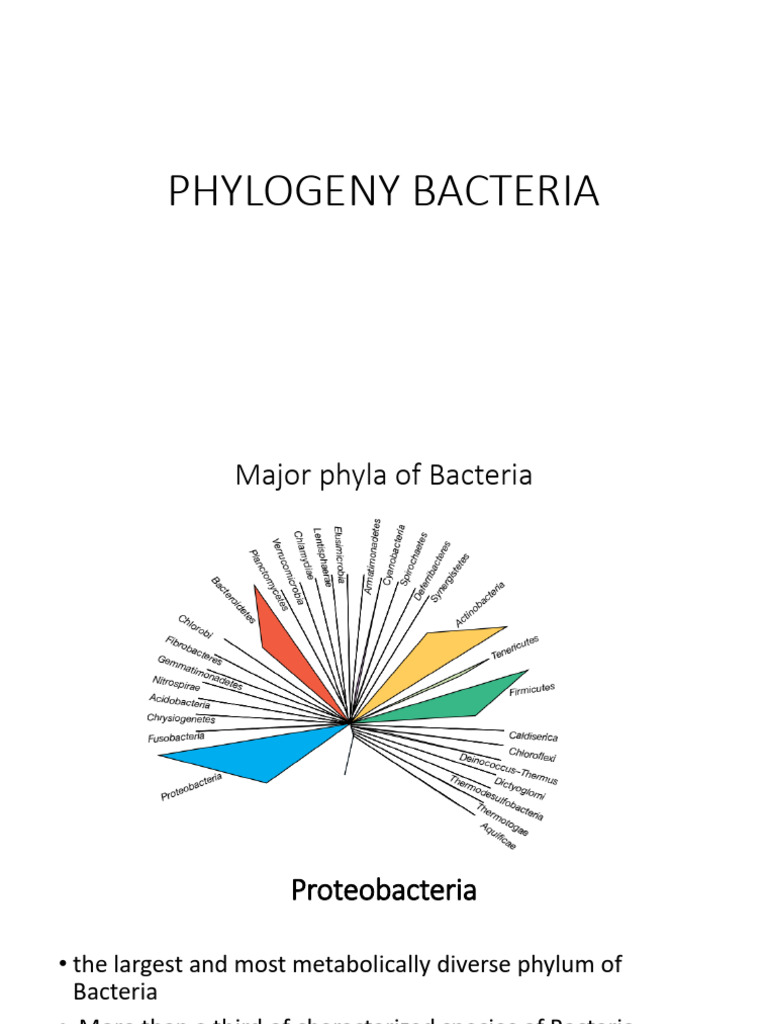 Major Bacterial Phyla Overview | PDF | Bacteria | Escherichia Coli