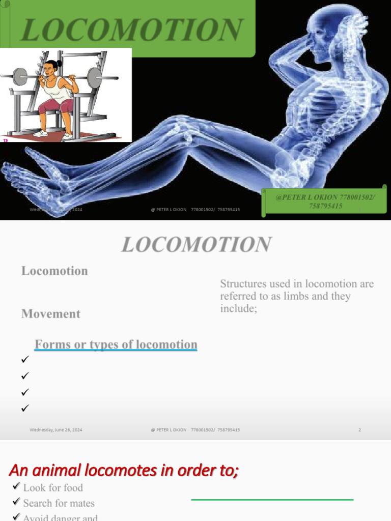 s3 Locomotion | PDF | Vertebra | Vertebral Column
