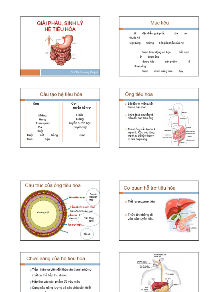 Gie1baa3i Phe1baabu Sinh Lc3bd He1bb87 Tic3aau Hc3b3a | PDF