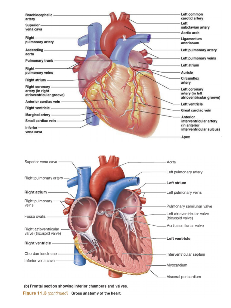 Heart Anatomy | PDF