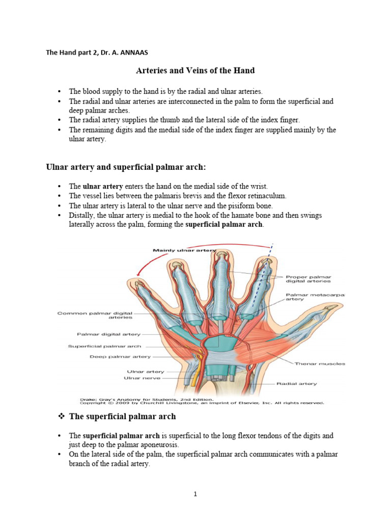 8 - Hand Lecture Part 2 Jan 18 | PDF | Hand | Thumb