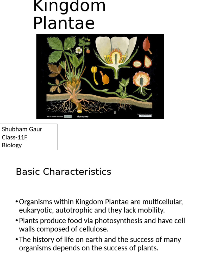 Overview of Kingdom Plantae Characteristics | PDF | Plants | Leaf