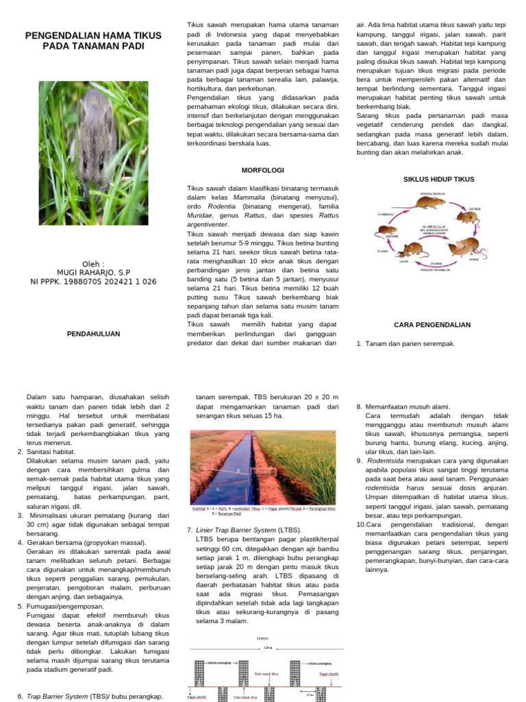 Pengendalian Hama Tikus Padi | PDF